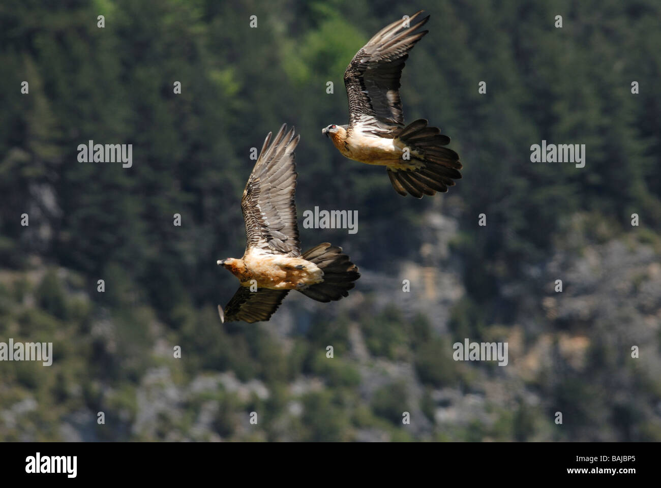 Avvoltoio gipeto immagini e fotografie stock ad alta risoluzione - Alamy