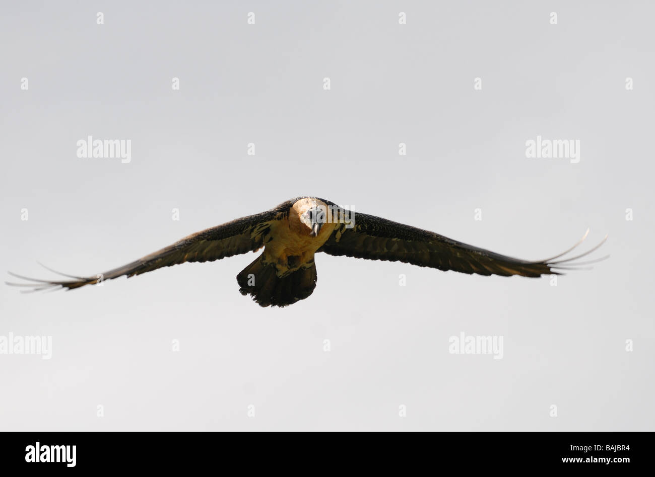 Avvoltoio gipeto immagini e fotografie stock ad alta risoluzione - Alamy