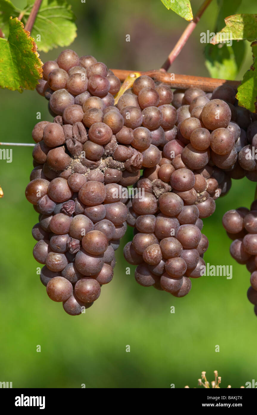 Botrytis grappolo marciume botrytis cinerea immagini e fotografie stock ...