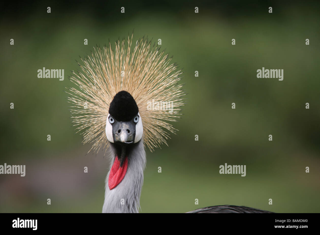Uccello di gru crestato immagini e fotografie stock ad alta risoluzione ...