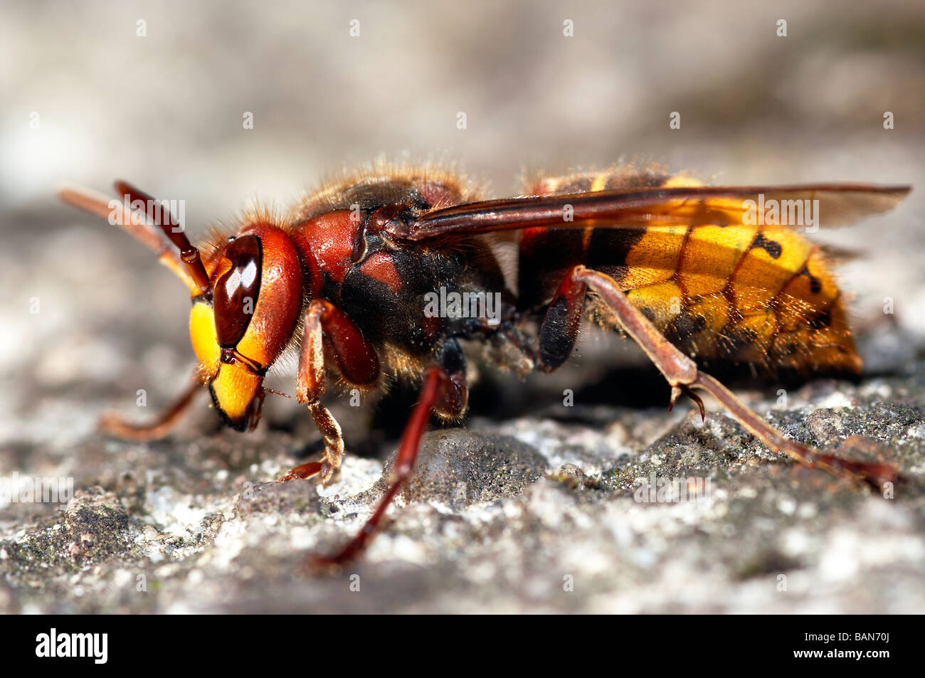 Vespa di calabrone immagini e fotografie stock ad alta risoluzione - Alamy