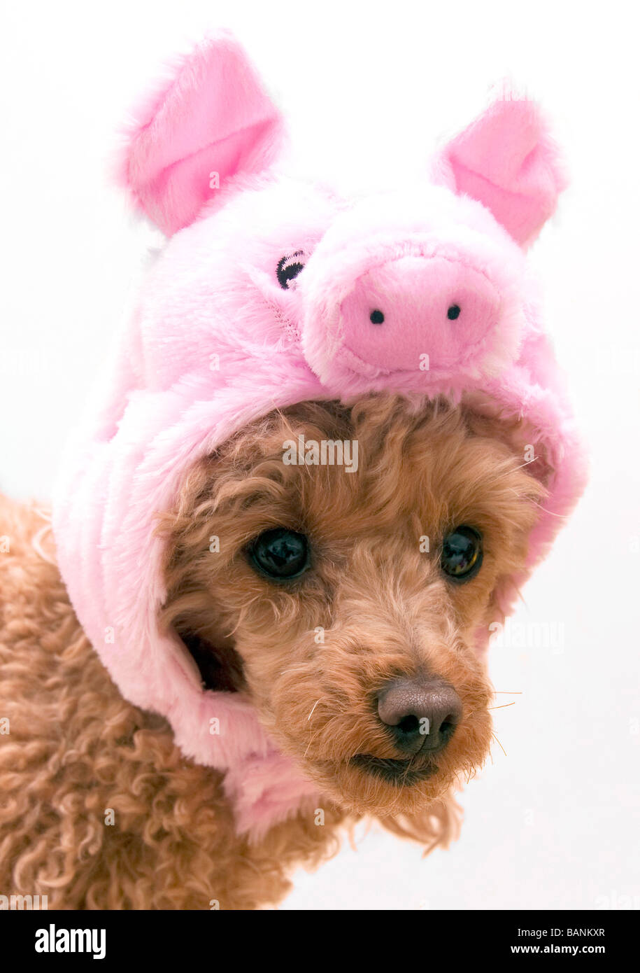 Foto di maiale divertente immagini e fotografie stock ad alta ...