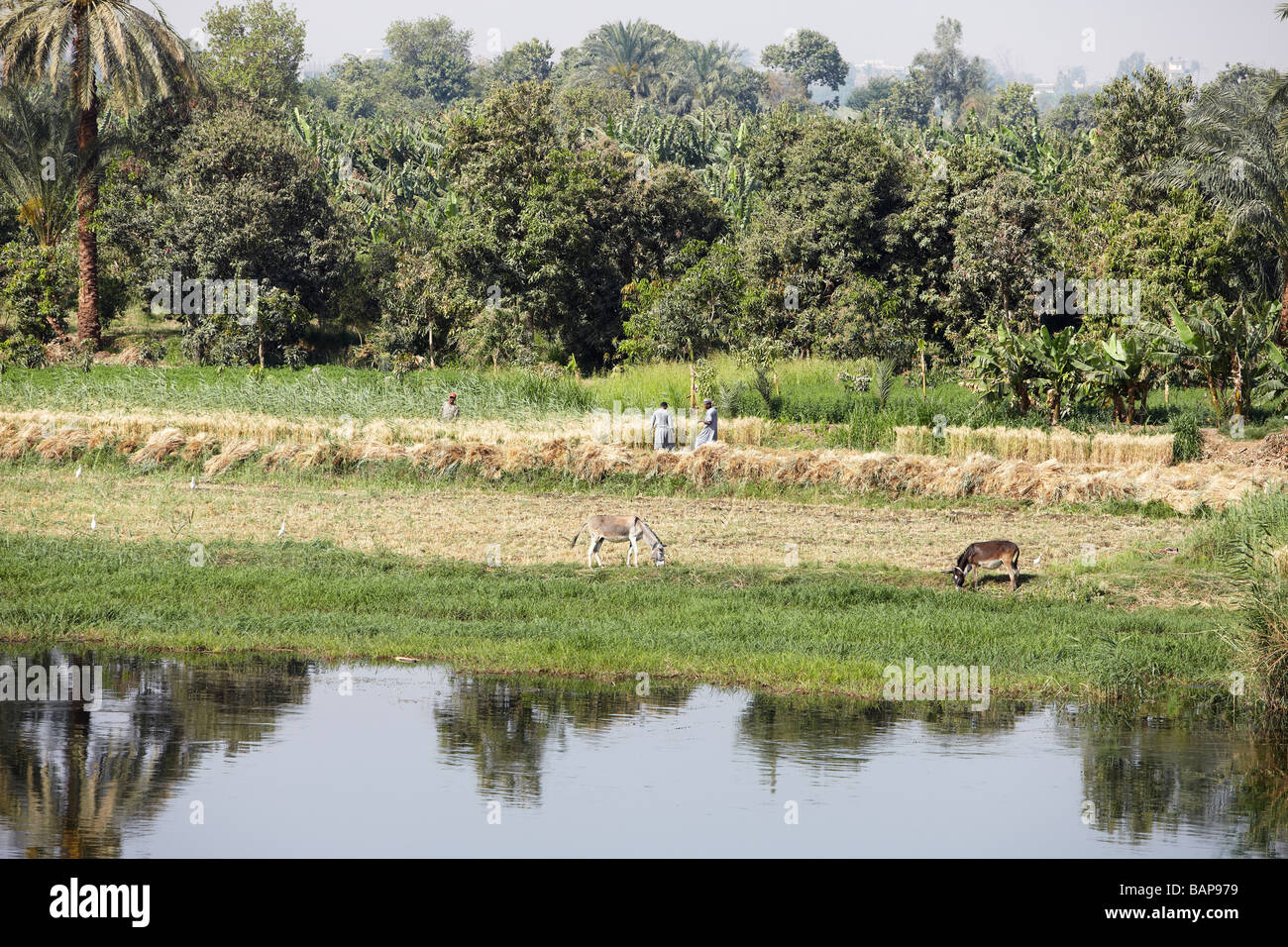 Nile river fertile egypt immagini e fotografie stock ad alta ...