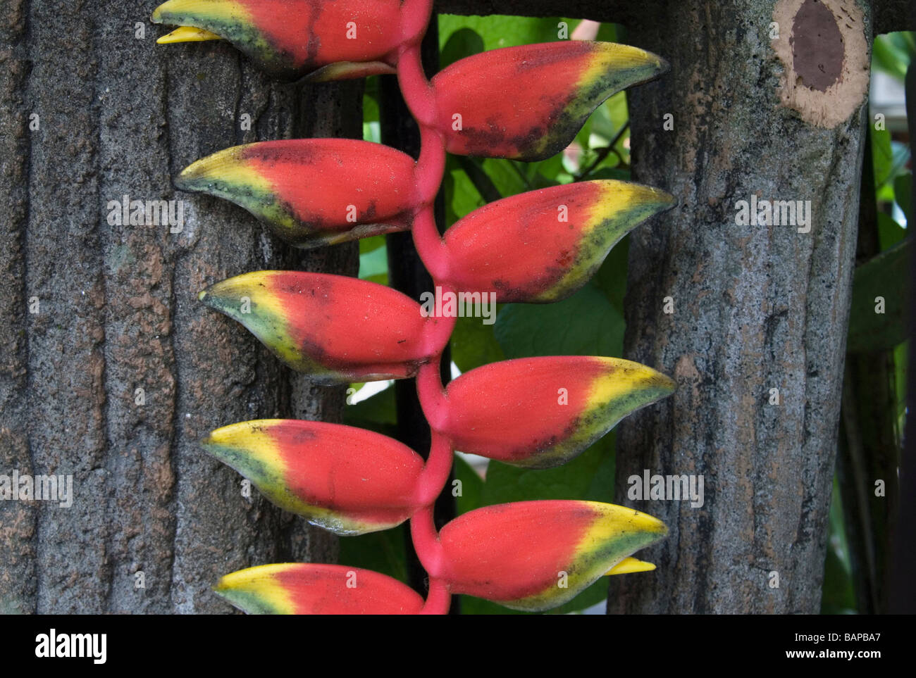 Heliconia heliconia pendula rossa immagini e fotografie stock ad alta ...
