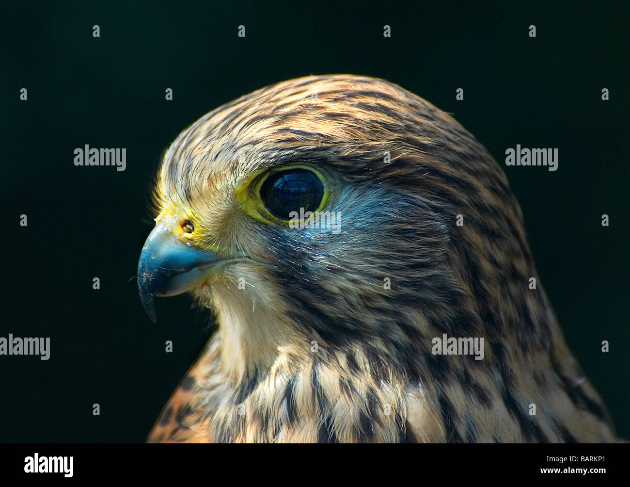 Agile falco immagini e fotografie stock ad alta risoluzione - Alamy