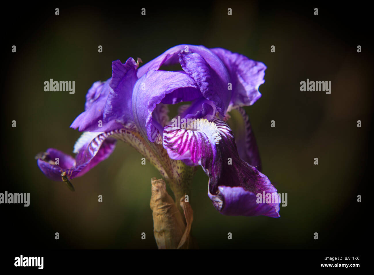 Viola versicolor immagini e fotografie stock ad alta risoluzione - Alamy