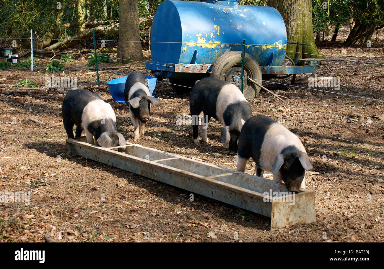 Alimentazione di suini e suini immagini e fotografie stock ad alta ...