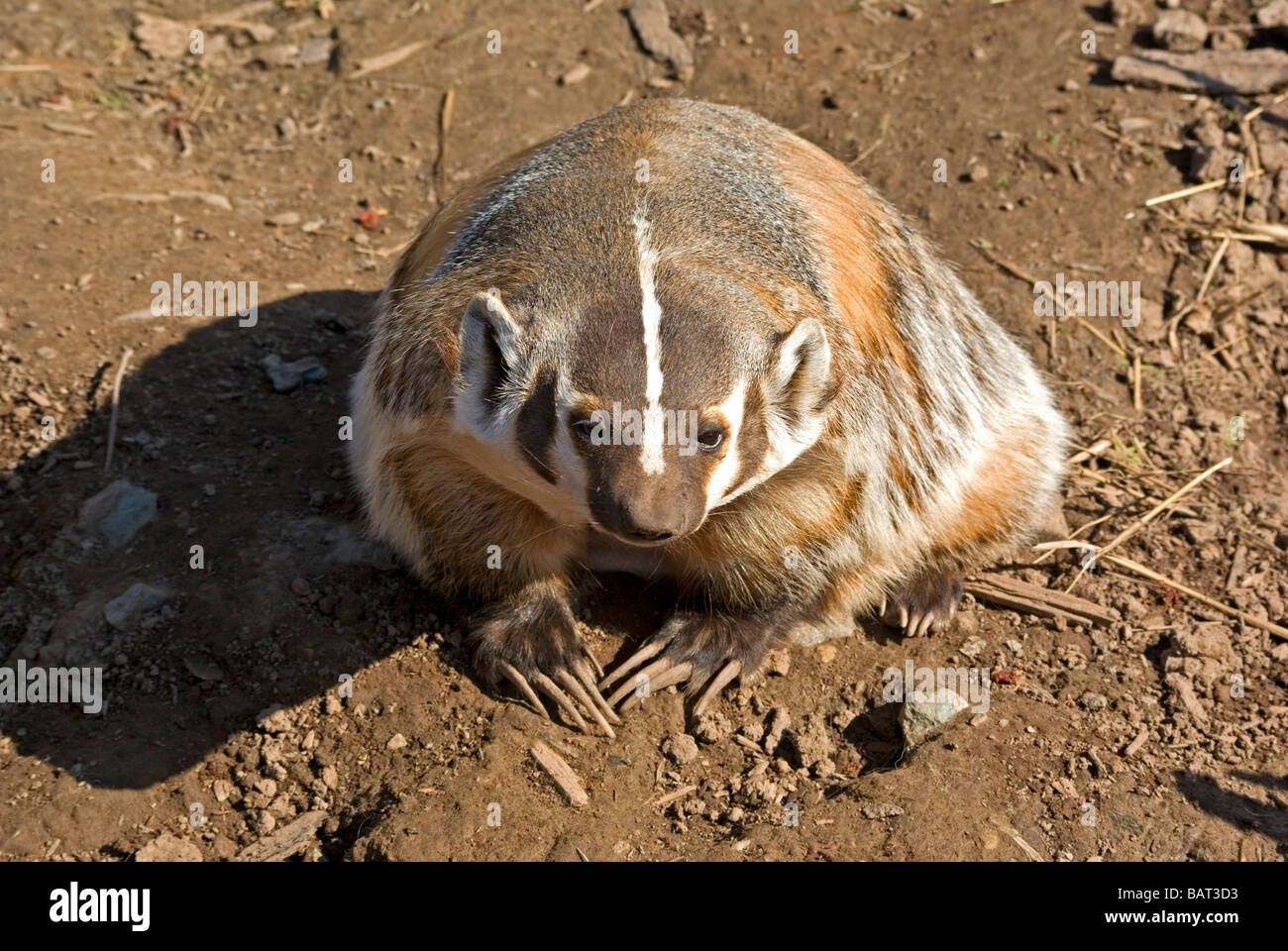 Tasso americano immagini e fotografie stock ad alta risoluzione - Alamy