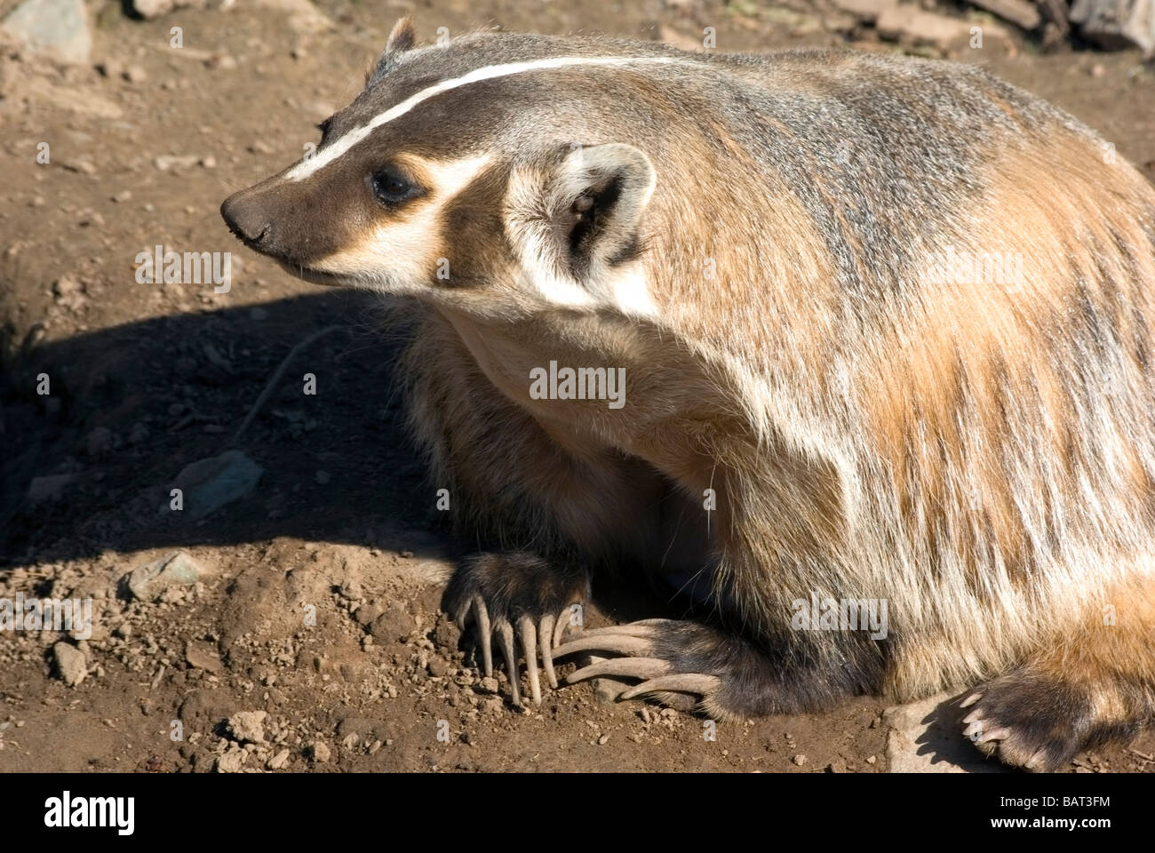 Tasso americano immagini e fotografie stock ad alta risoluzione - Alamy
