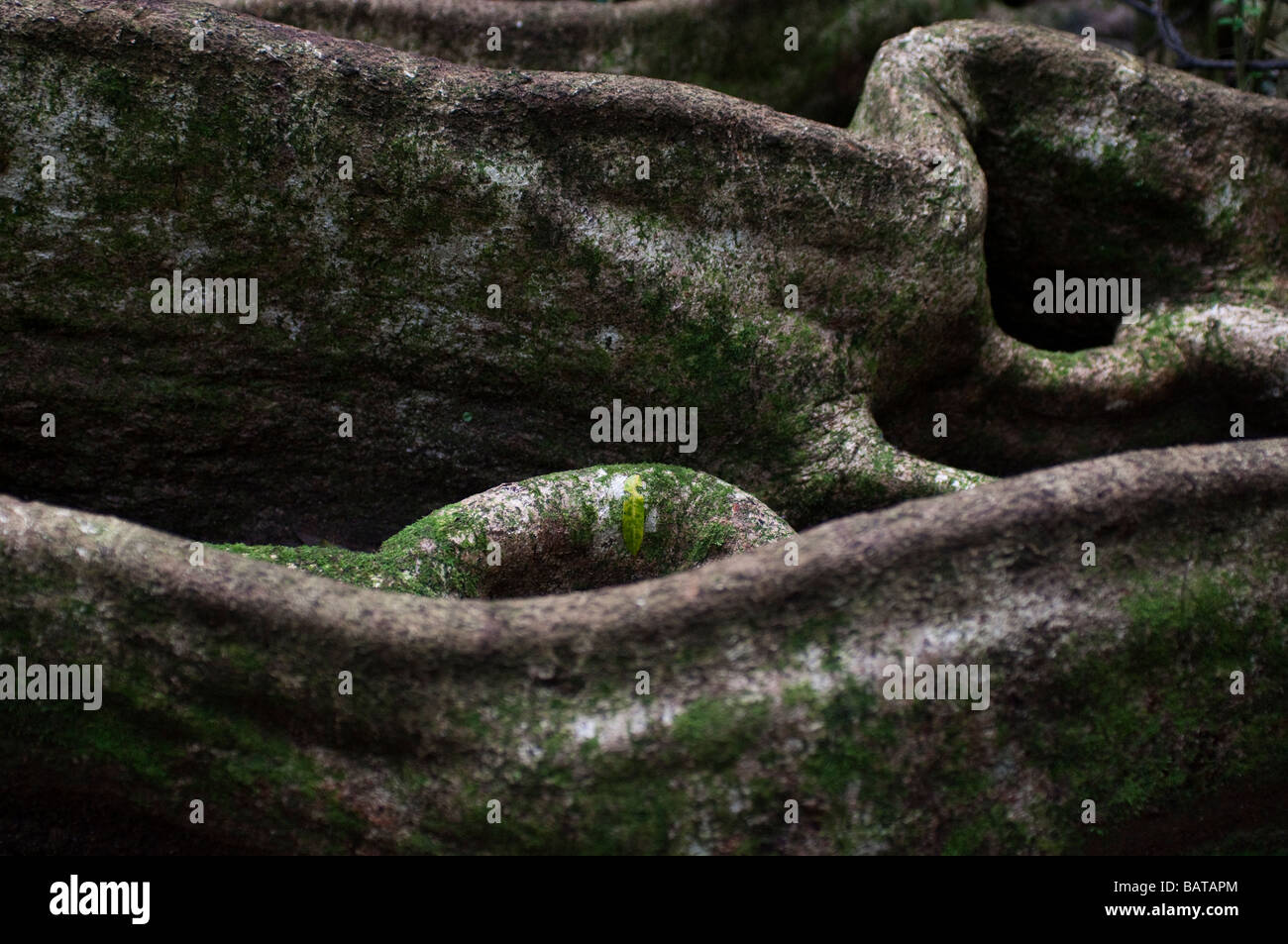 Radici intrecciate immagini e fotografie stock ad alta risoluzione - Alamy