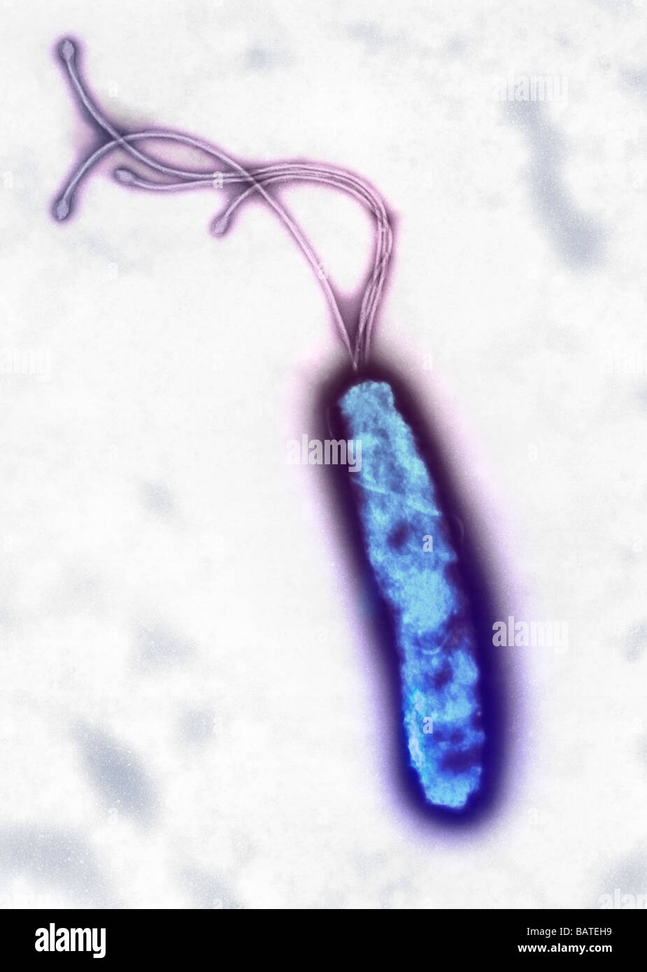 Campylobacter pyloridis immagini e fotografie stock ad alta risoluzione ...