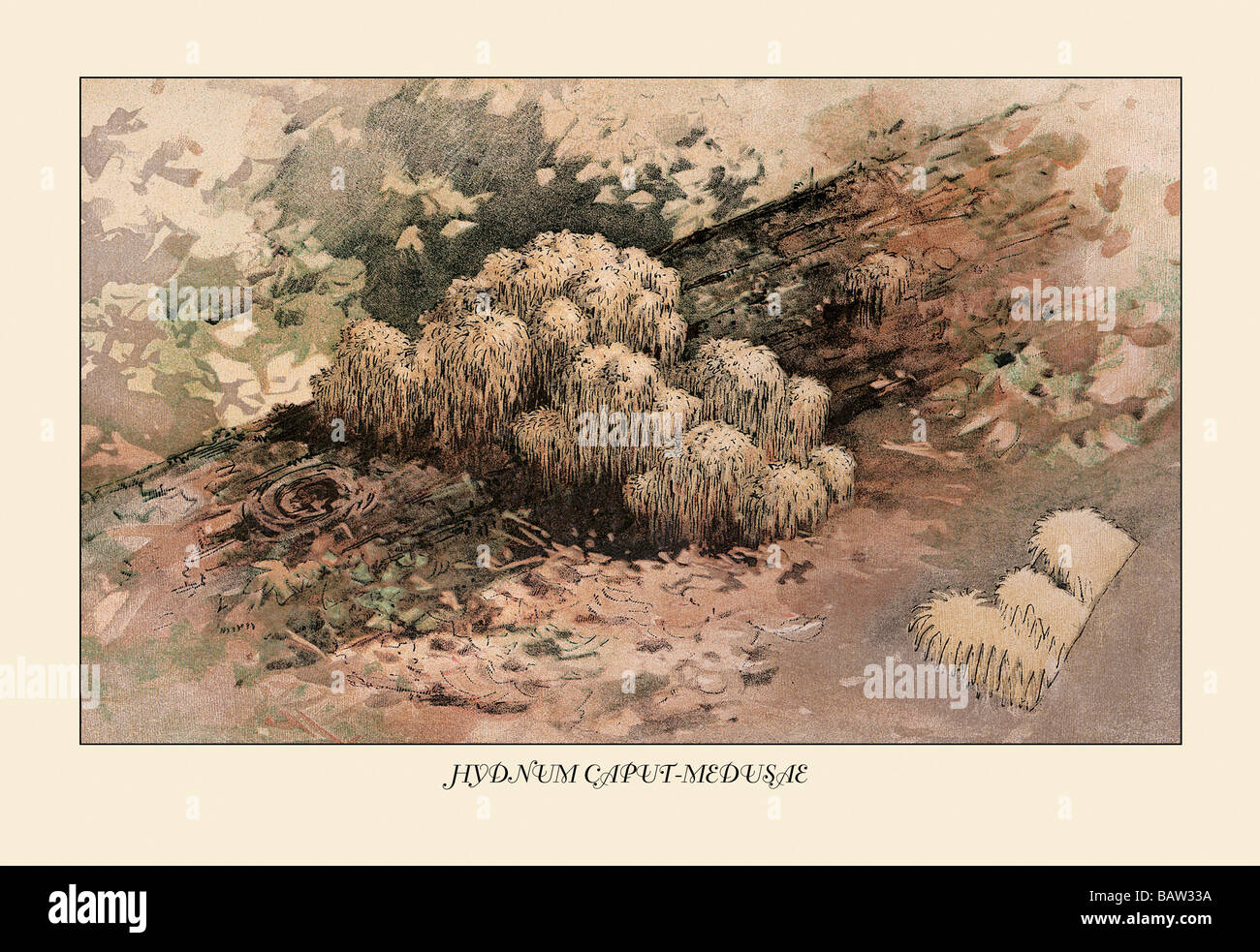 Caput medusae immagini e fotografie stock ad alta risoluzione - Alamy