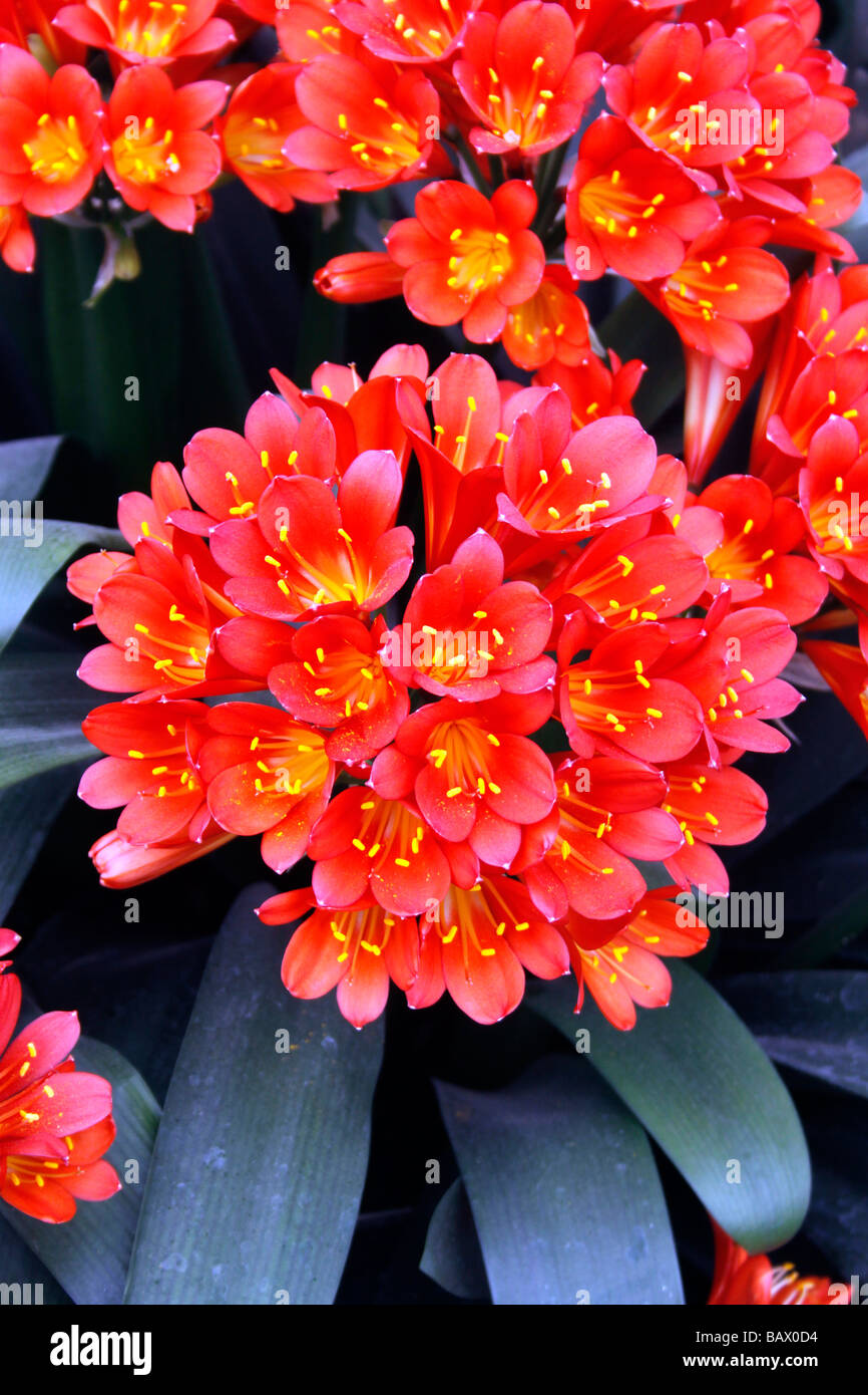 Plants flowers orange clivia miniata immagini e fotografie stock ad ...