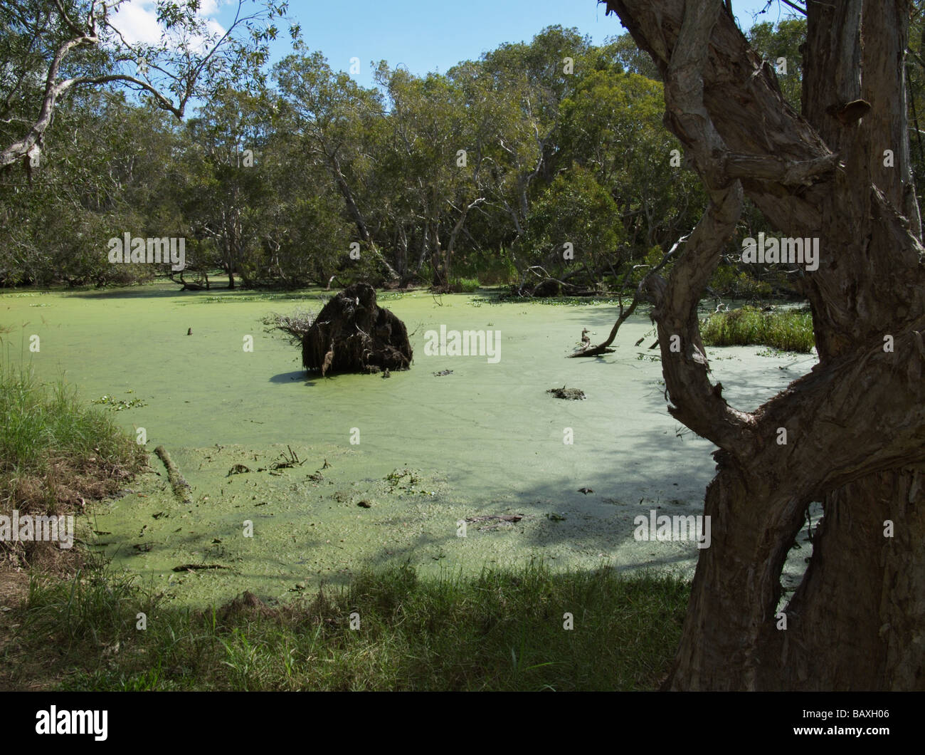 Sentieri di palude immagini e fotografie stock ad alta risoluzione - Alamy