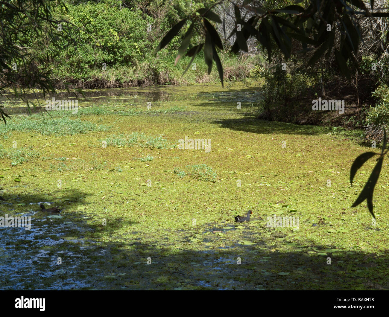 Sentieri di palude immagini e fotografie stock ad alta risoluzione - Alamy
