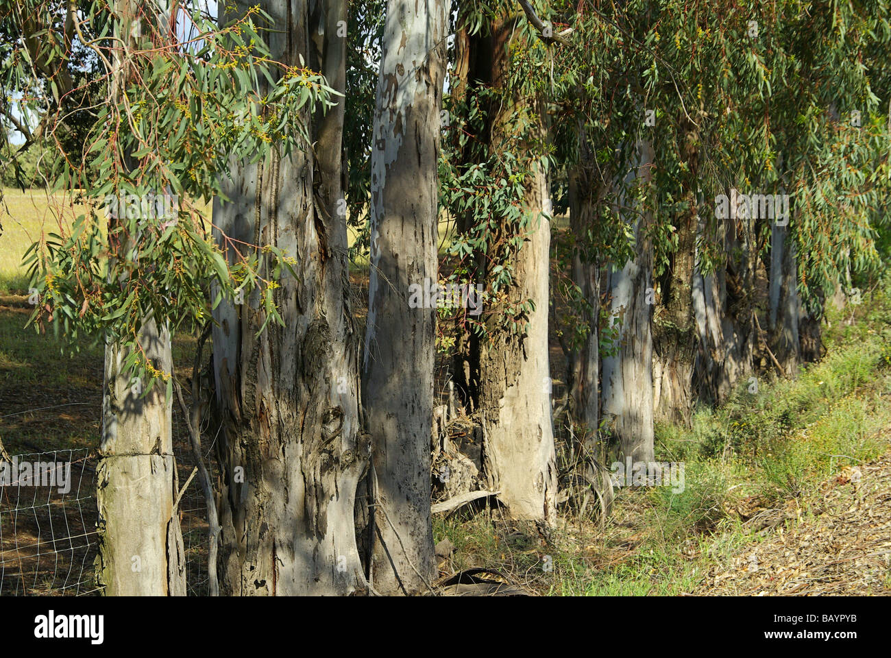 Eukalyptus eukalyptus wald immagini e fotografie stock ad alta ...