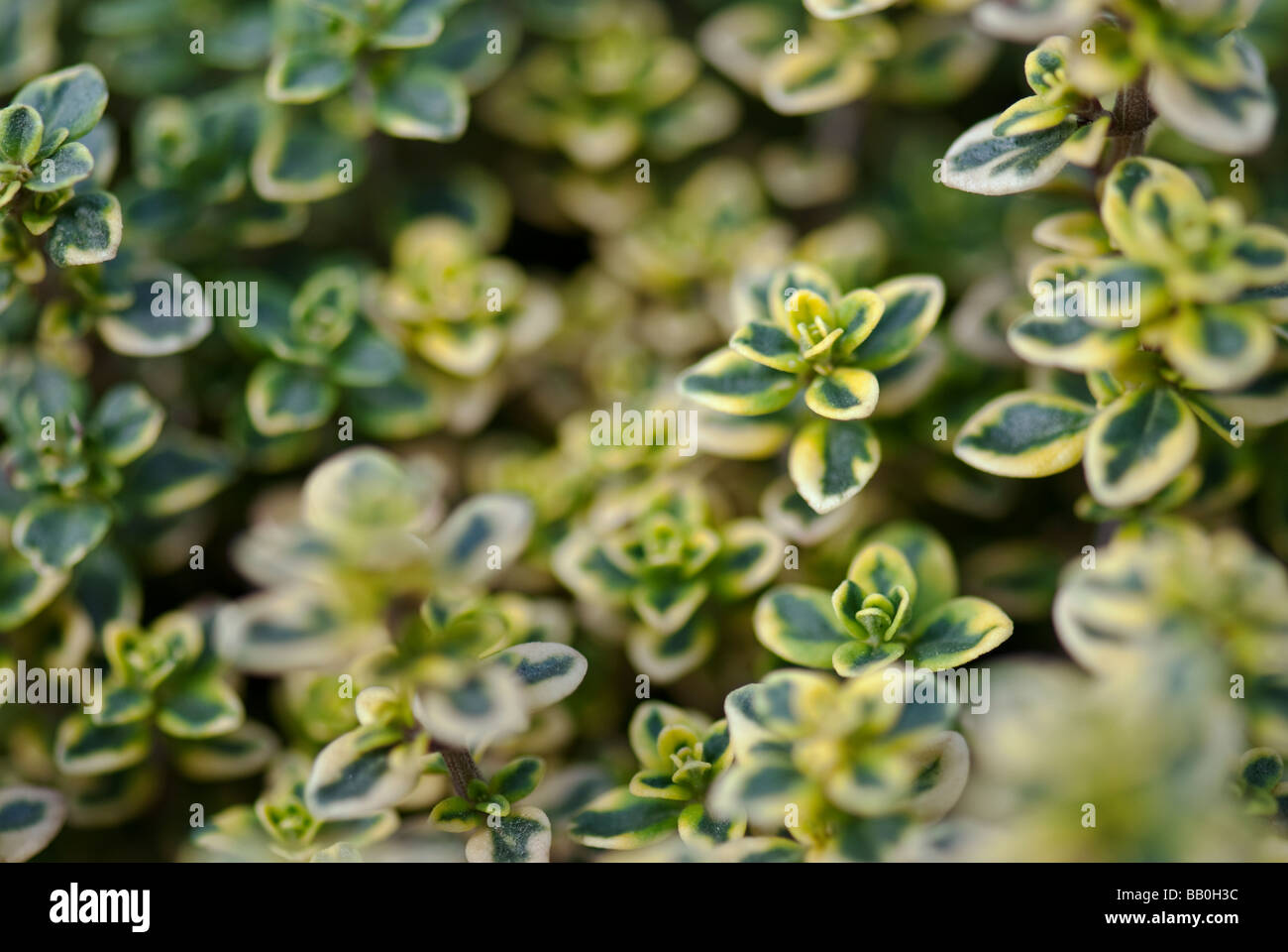 Pianta di limone variegata immagini e fotografie stock ad alta ...