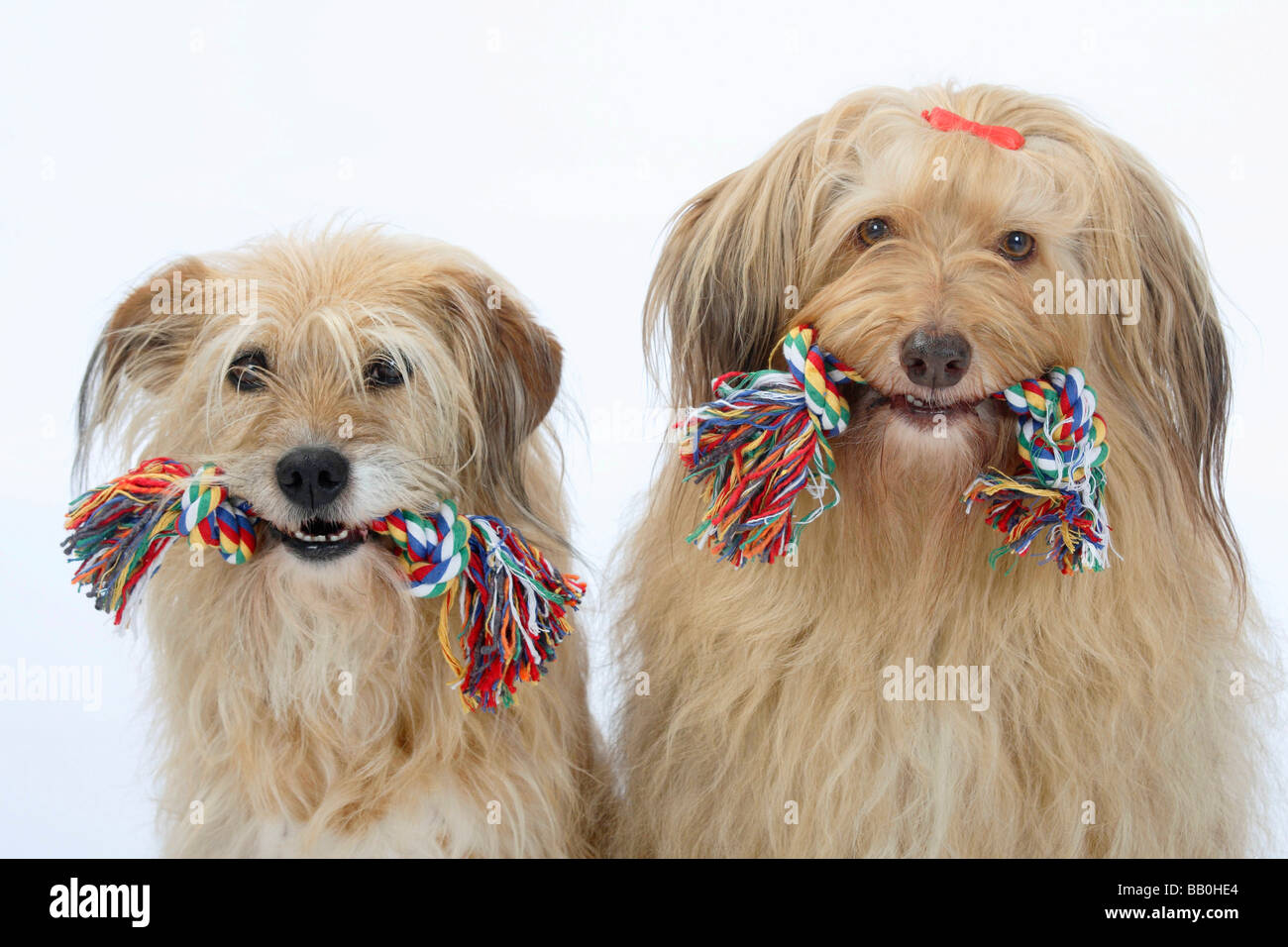 Razza di cani immagini e fotografie stock ad alta risoluzione - Alamy