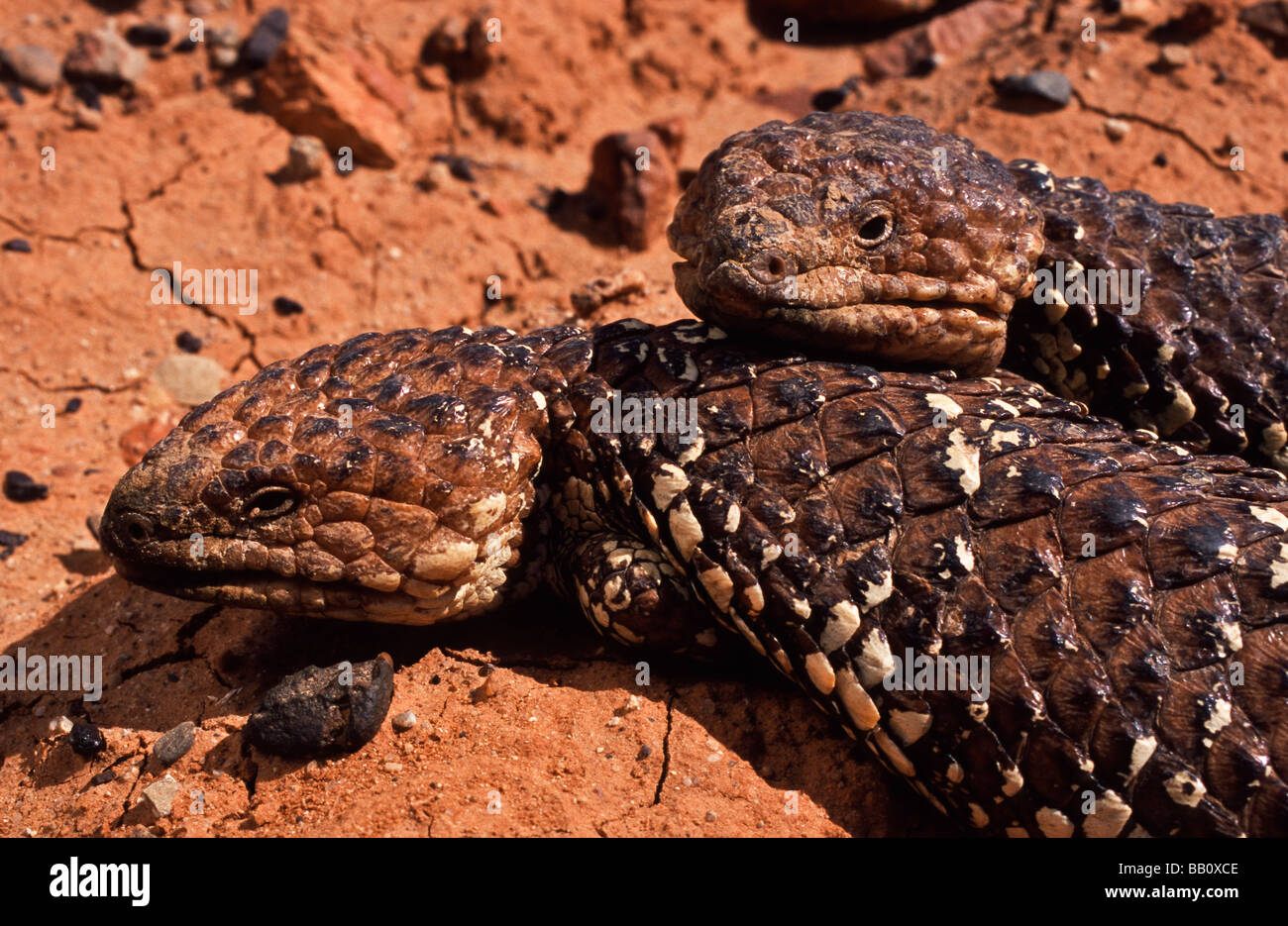 Fauna endemica autoctona indigena australiana immagini e fotografie stock ad alta risoluzione ...