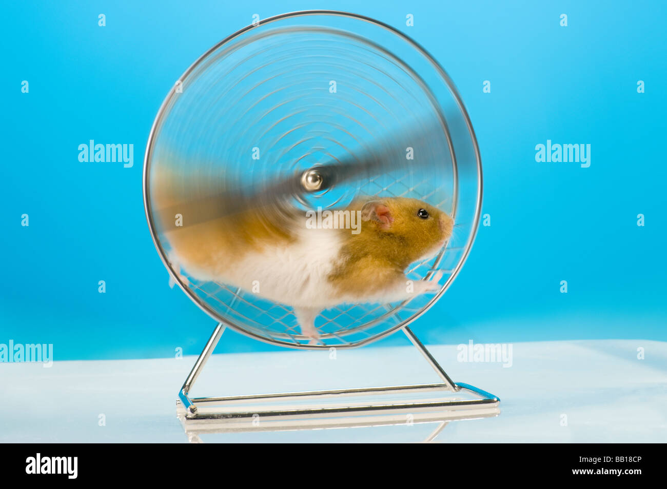Divertente criceto goldhamster ruota ad alta velocità giocare giochi ...