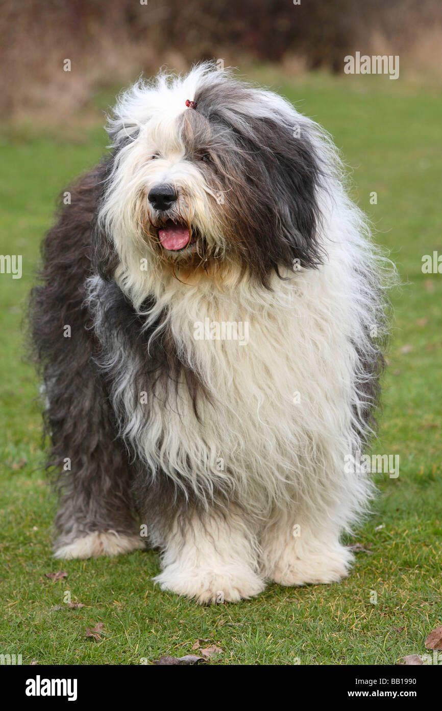Cane bobtail o vecchio cane pastore inglese immagini e fotografie stock ...