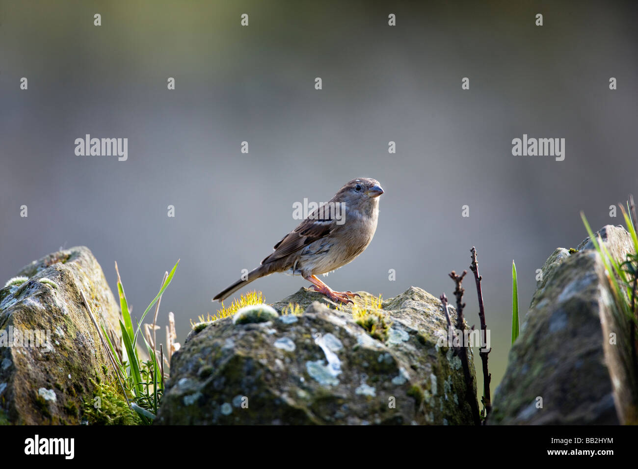 Uk passer domesticus immagini e fotografie stock ad alta risoluzione ...