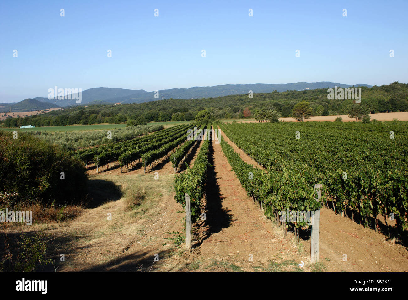 Vigneto in toscana immagini e fotografie stock ad alta risoluzione - Alamy
