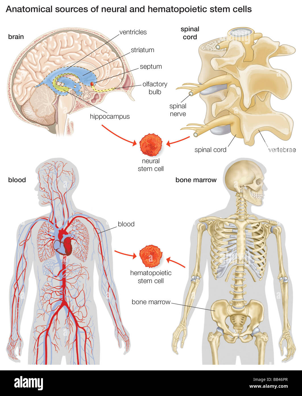 Cellule staminali adulte immagini e fotografie stock ad alta ...