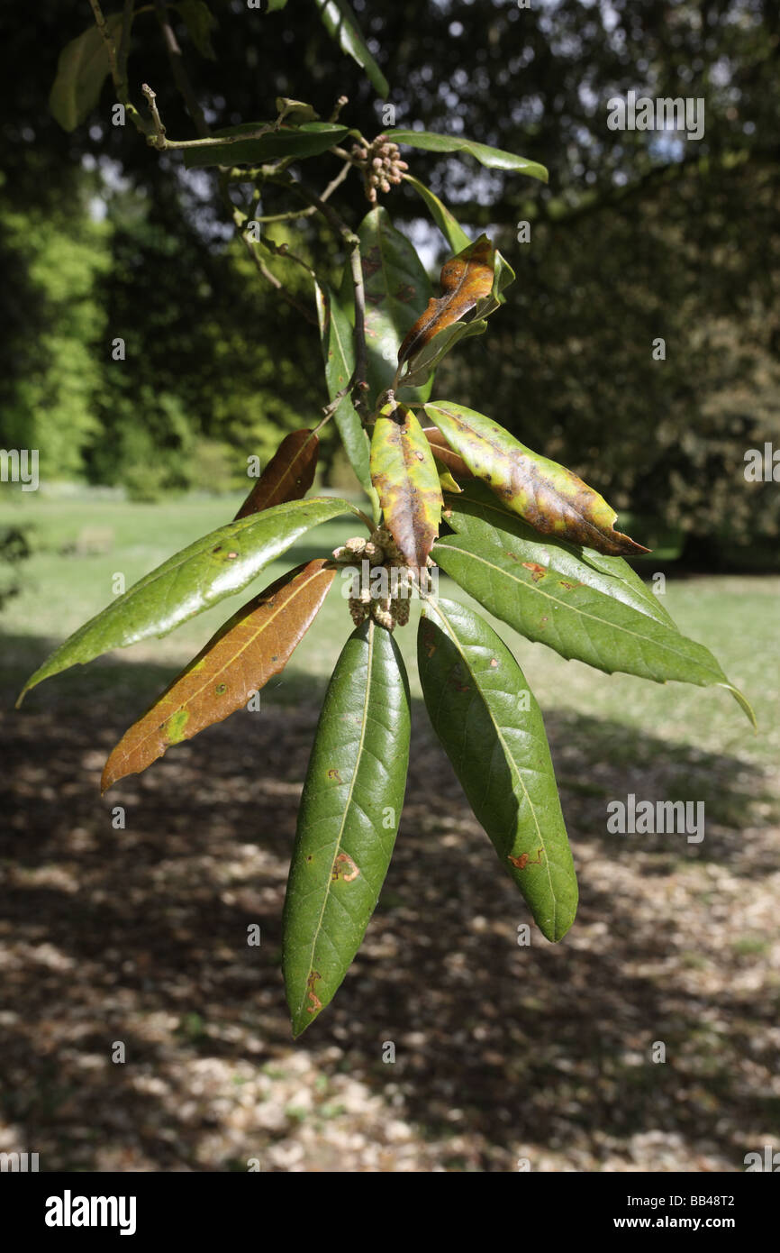 Quercus ilex leccio immagini e fotografie stock ad alta risoluzione - Alamy