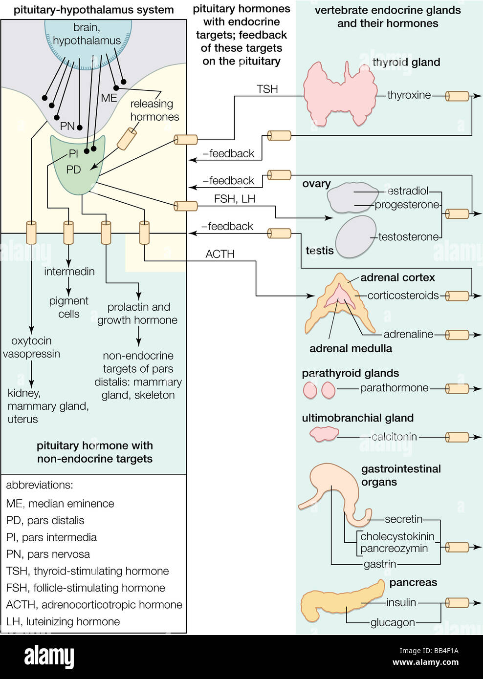 Endocrine system glands immagini e fotografie stock ad alta risoluzione ...