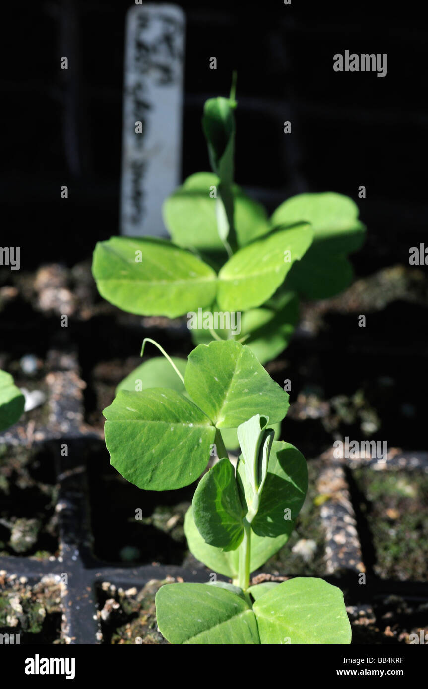 Pianta di piselli immagini e fotografie stock ad alta risoluzione - Alamy