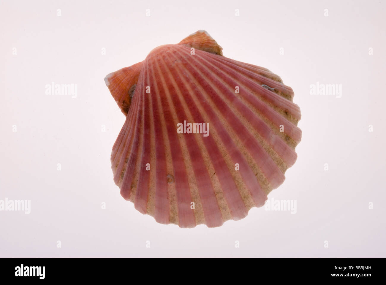Shell concha immagini e fotografie stock ad alta risoluzione - Alamy