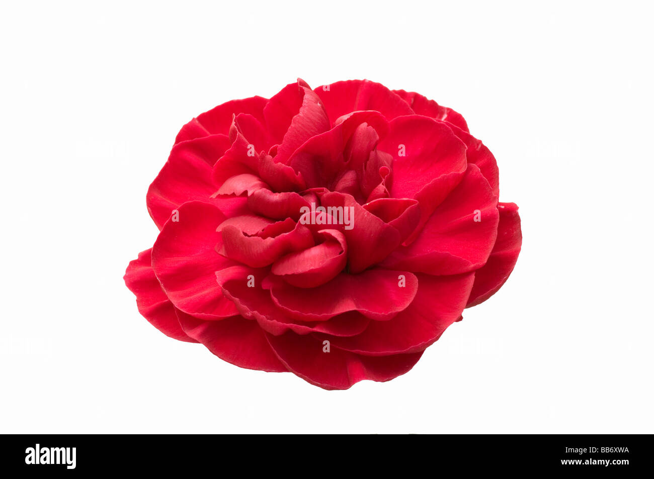 Garofano rosso immagini e fotografie stock ad alta risoluzione - Alamy