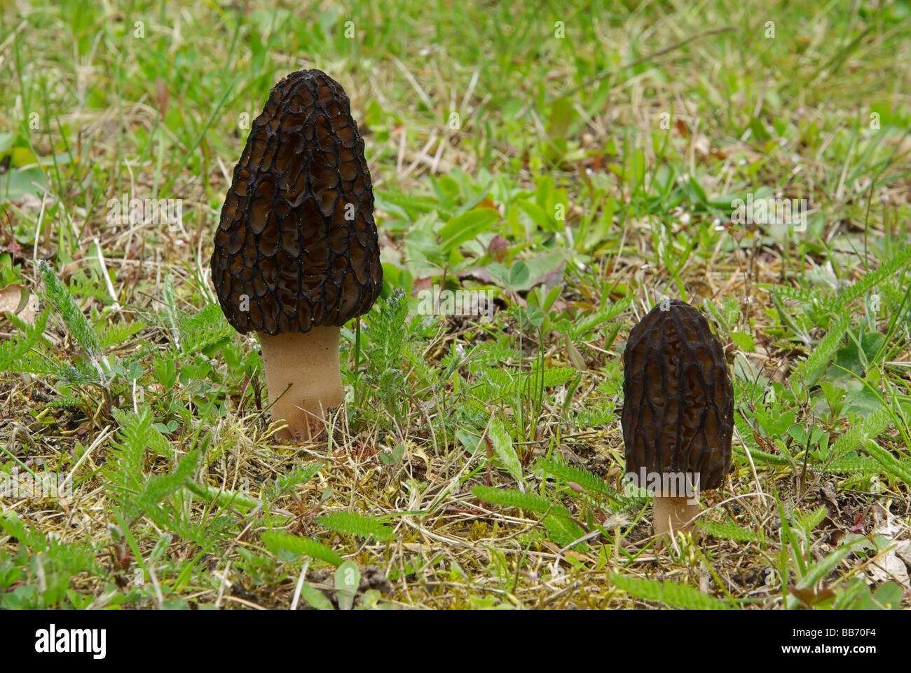 Morel fungi immagini e fotografie stock ad alta risoluzione - Alamy