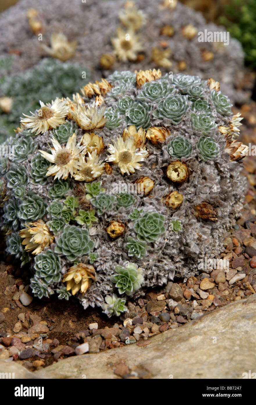 Alpine succulent immagini e fotografie stock ad alta risoluzione - Alamy