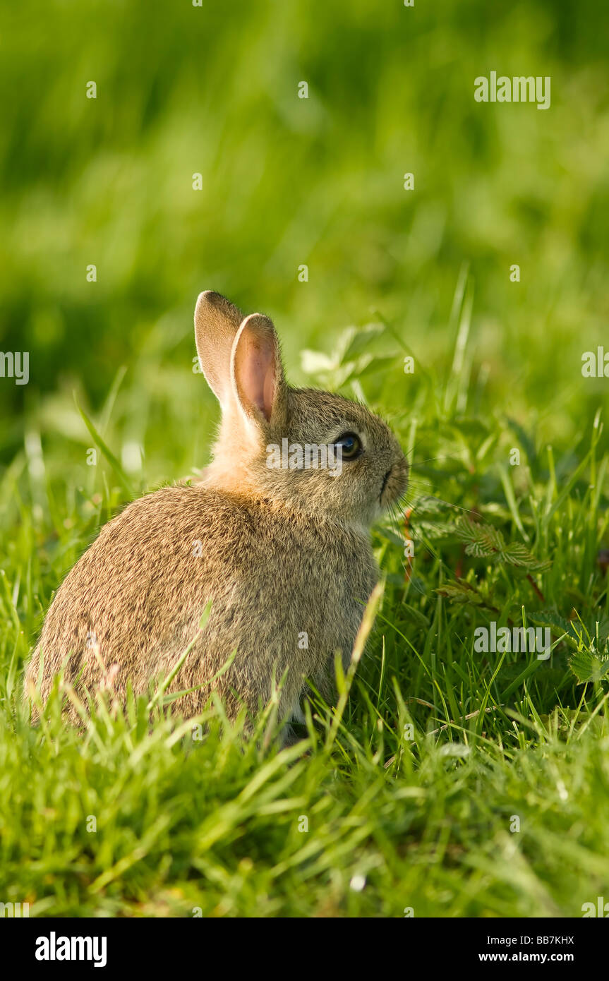 Coniglio britannico immagini e fotografie stock ad alta risoluzione - Alamy