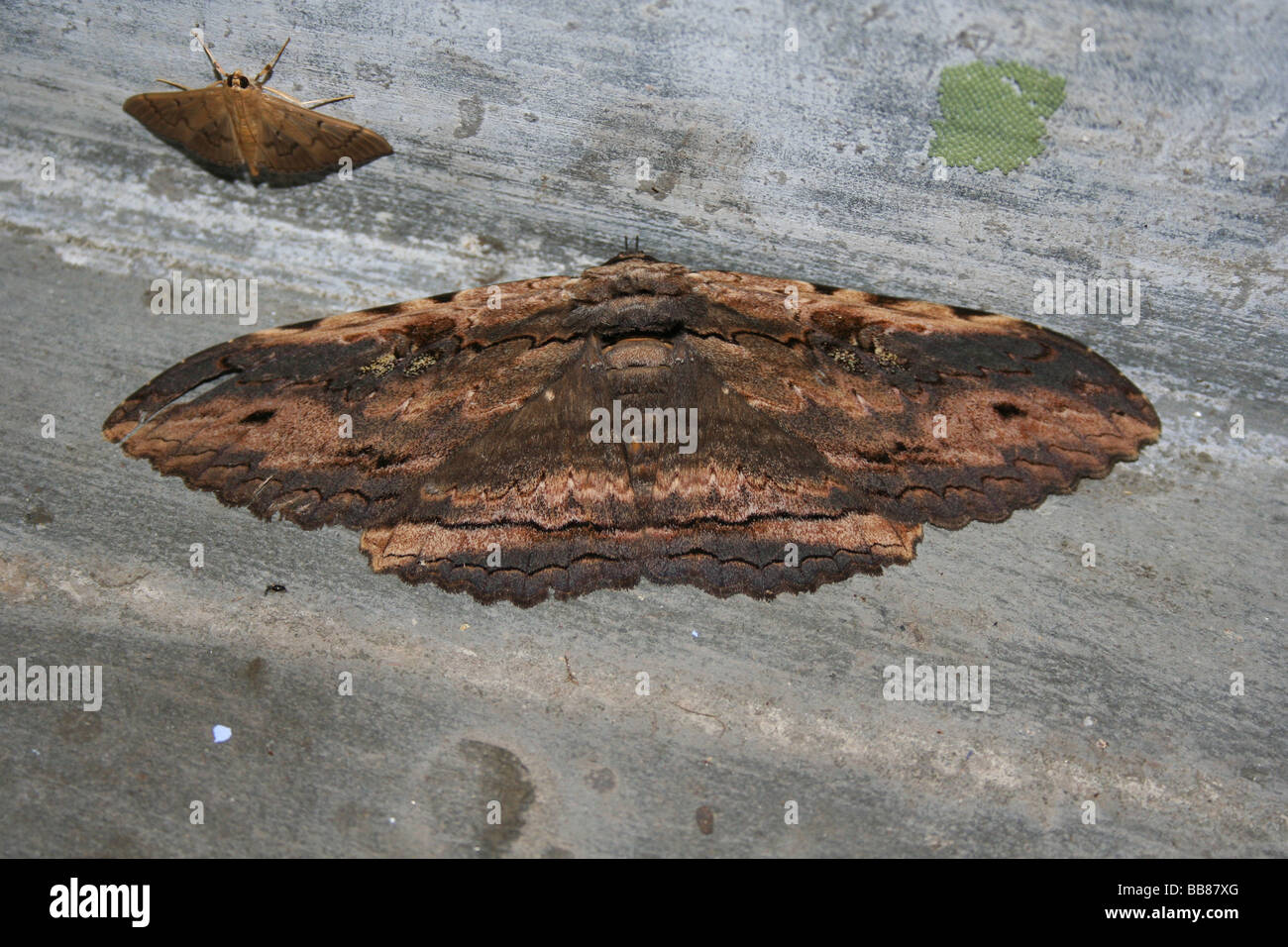 Falena india immagini e fotografie stock ad alta risoluzione - Alamy