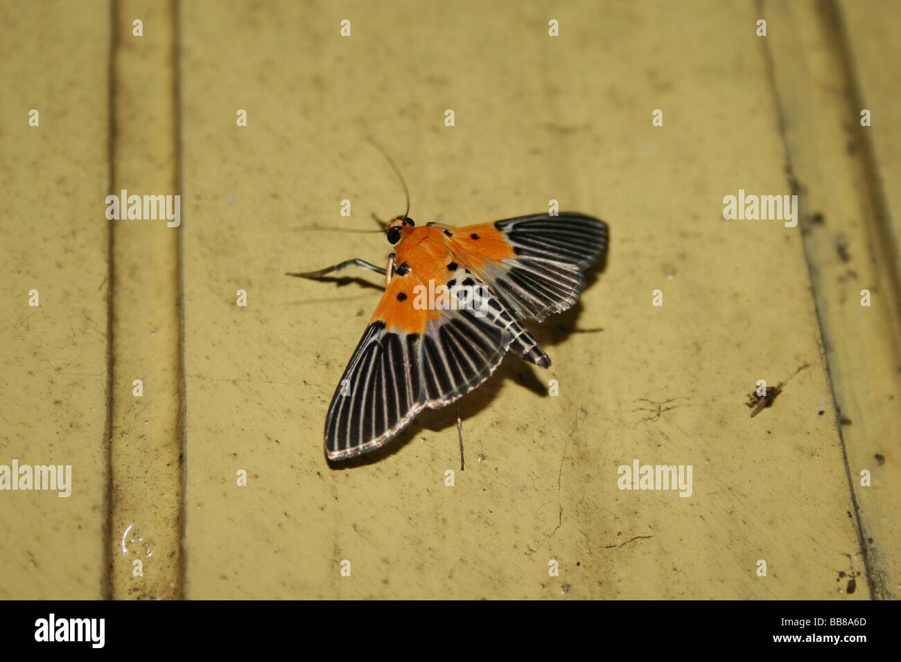 Falena india immagini e fotografie stock ad alta risoluzione - Alamy