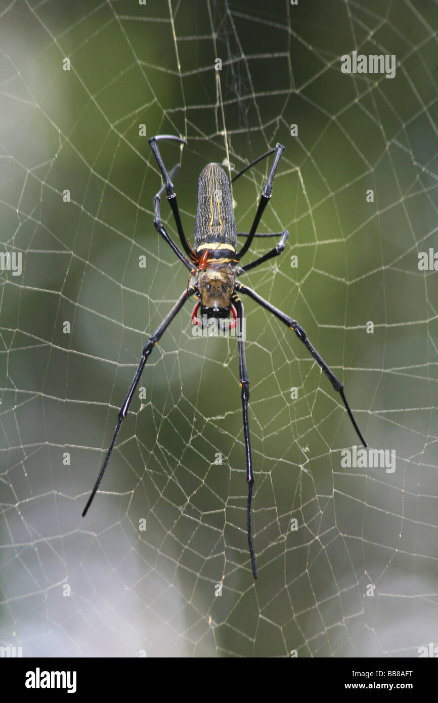 Ragni della malesia immagini e fotografie stock ad alta risoluzione - Alamy