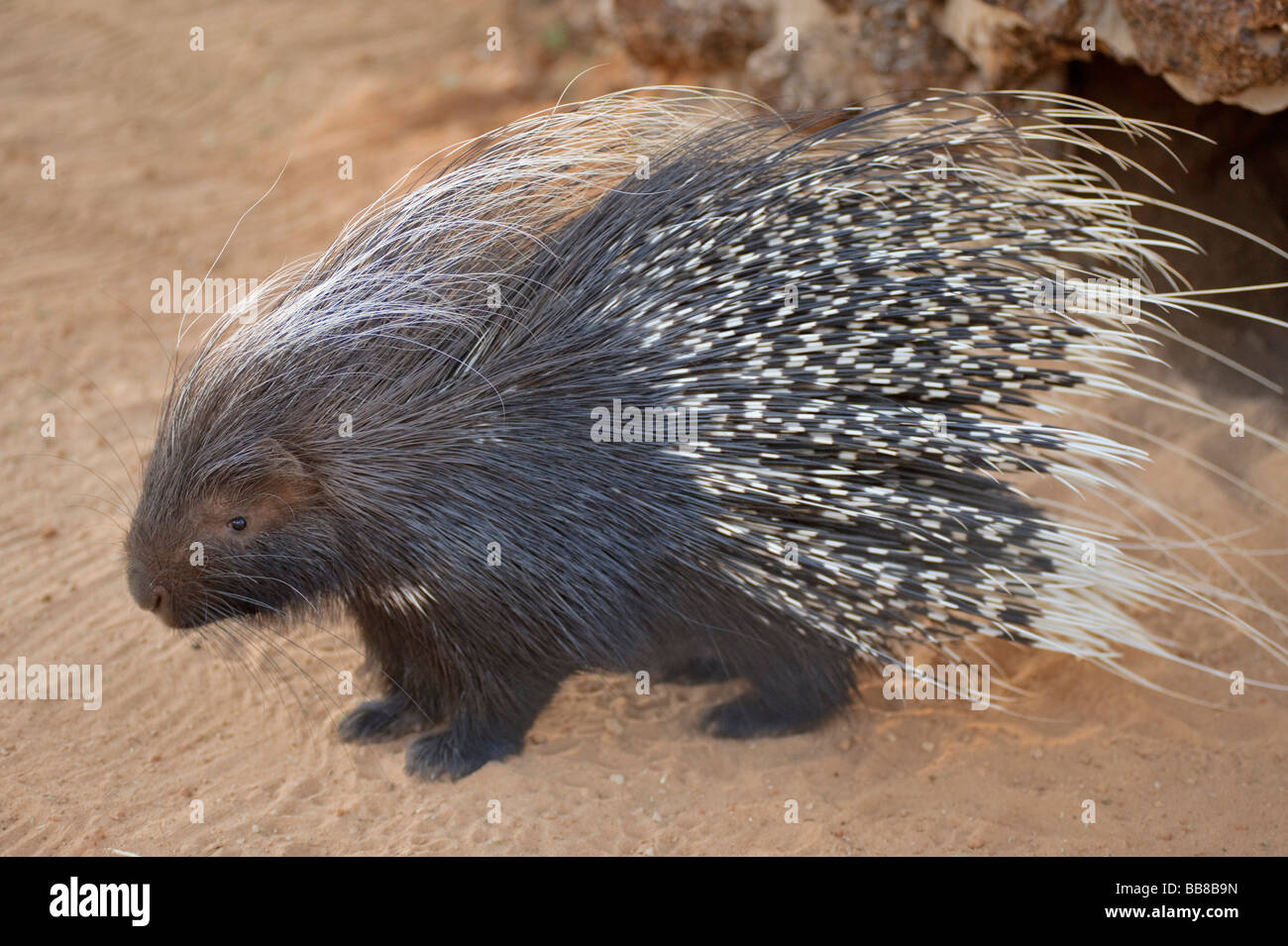 Cape Porcupine o South African Porcupine (Hystrix africaeaustralis) in ...