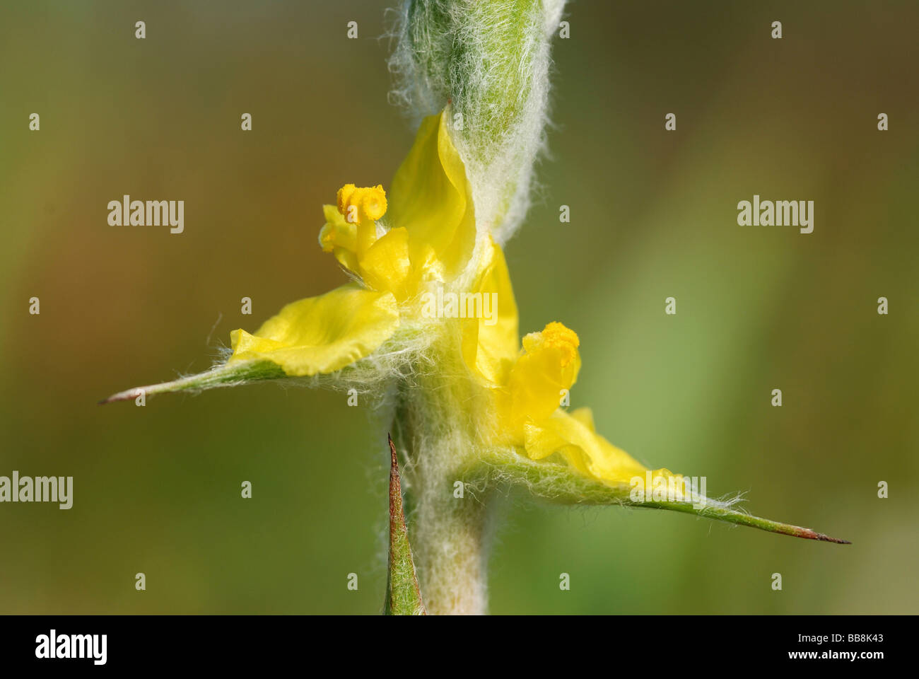 Piante idrofite immagini e fotografie stock ad alta risoluzione - Alamy