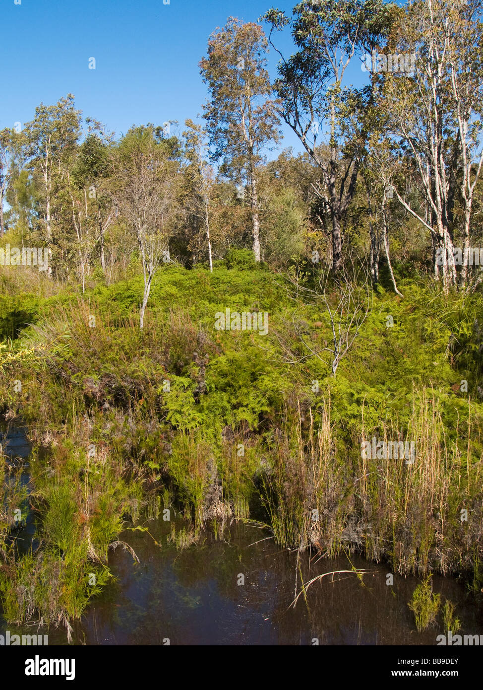 Australian bush immagini e fotografie stock ad alta risoluzione - Alamy