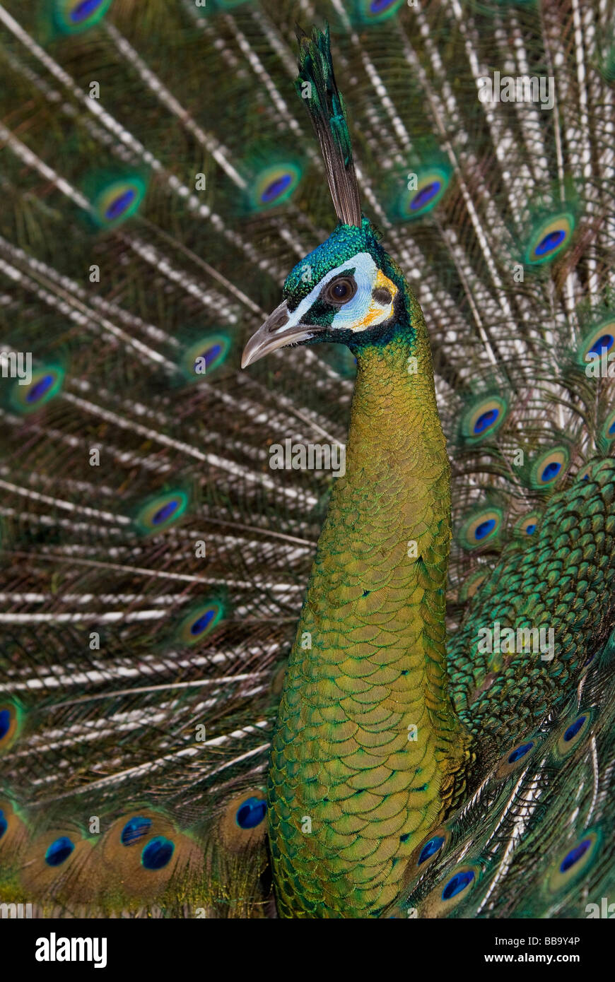 Pavo muticus muticus immagini e fotografie stock ad alta risoluzione ...