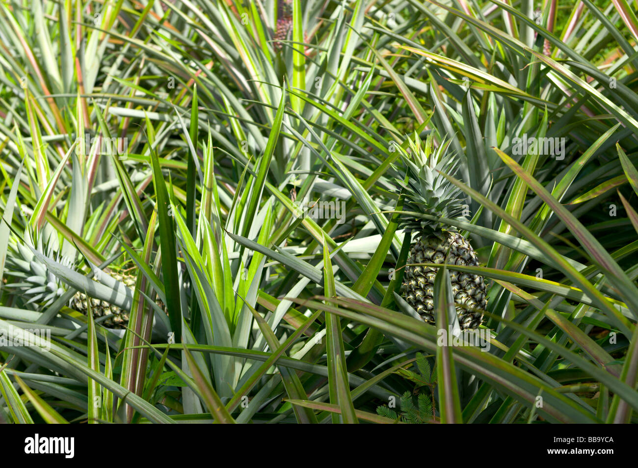 Pianta di ananas immagini e fotografie stock ad alta risoluzione - Alamy