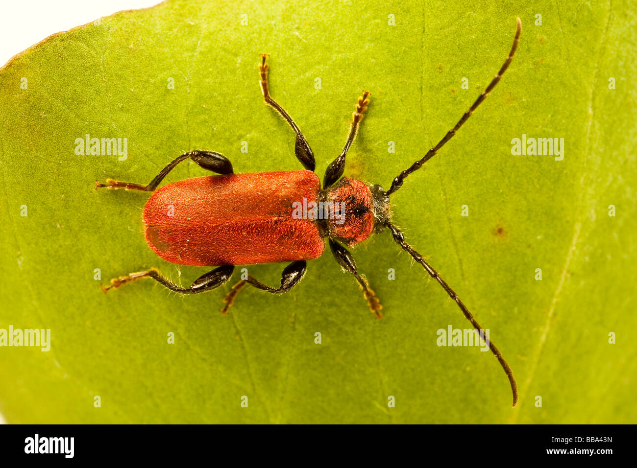 Coleottero dalle lunghe corna immagini e fotografie stock ad alta ...