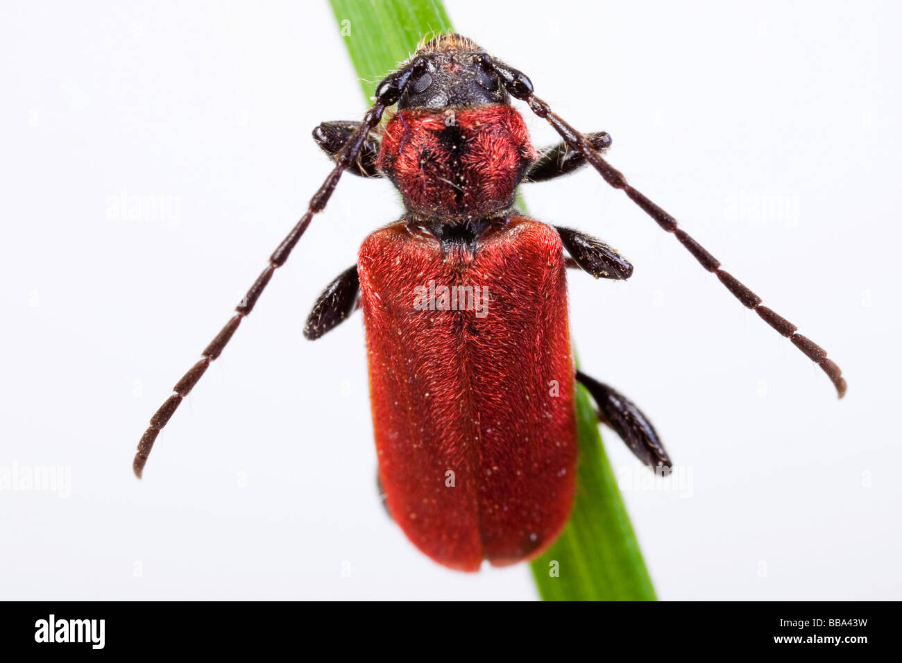 Coleottero dalle lunghe corna immagini e fotografie stock ad alta ...