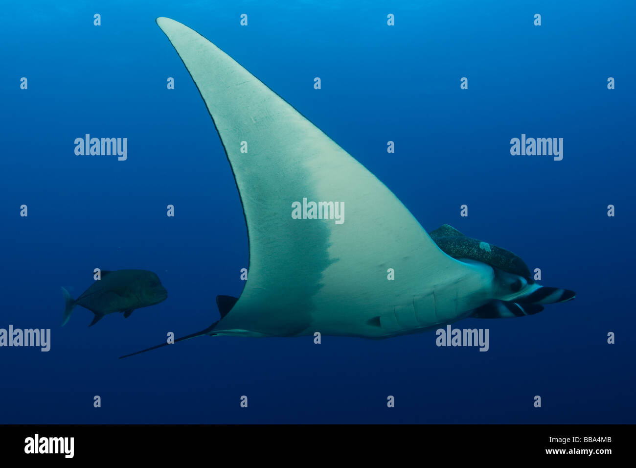 Manta gigante del pacifico immagini e fotografie stock ad alta ...