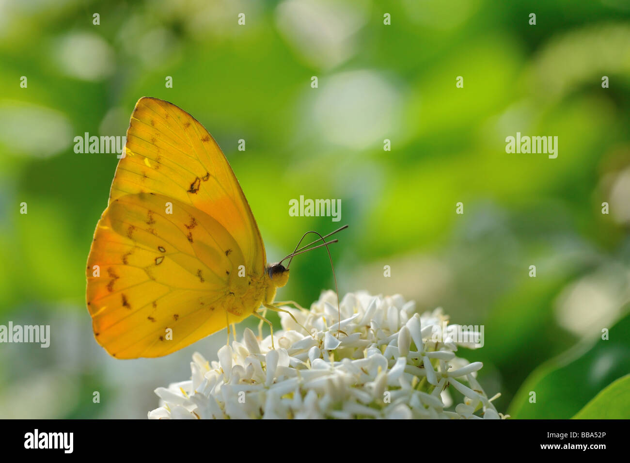 Farfalla gialla immagini e fotografie stock ad alta risoluzione - Alamy