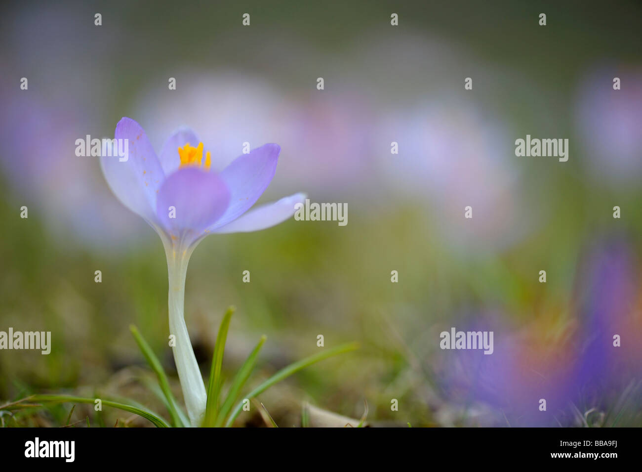 Crocus tipo immagini e fotografie stock ad alta risoluzione - Alamy