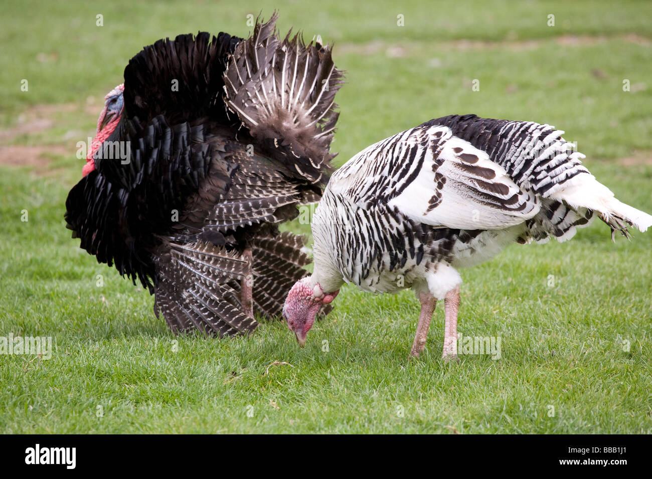 Razze di tacchini immagini e fotografie stock ad alta risoluzione - Alamy